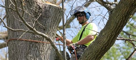 What Happens During A Tree Hazard Assessment