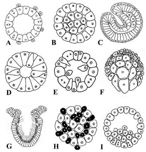 Different Types Of Morphogenesis In Sponges Resulting In Larva