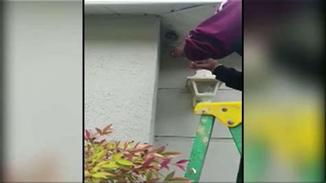 Man Destroys Wasp S Nest With BARE HANDS WFXB