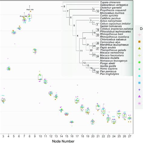 Species Tree Estimated Using Astral Iii With 1730 Gene Trees The Mus