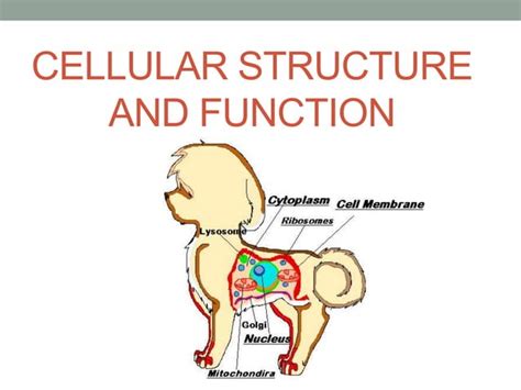 Celluler Structure And Function Ppt