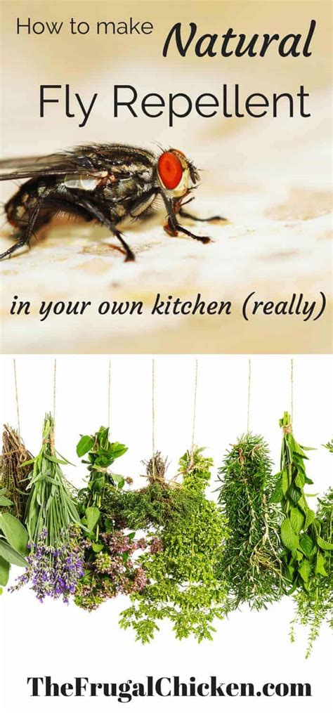 Natural Fly Repellent You Can Make In Your Kitchen Really