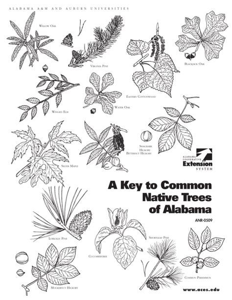 Native Trees In Alabama City Of Gadsden To Plant Over 200 Trees At