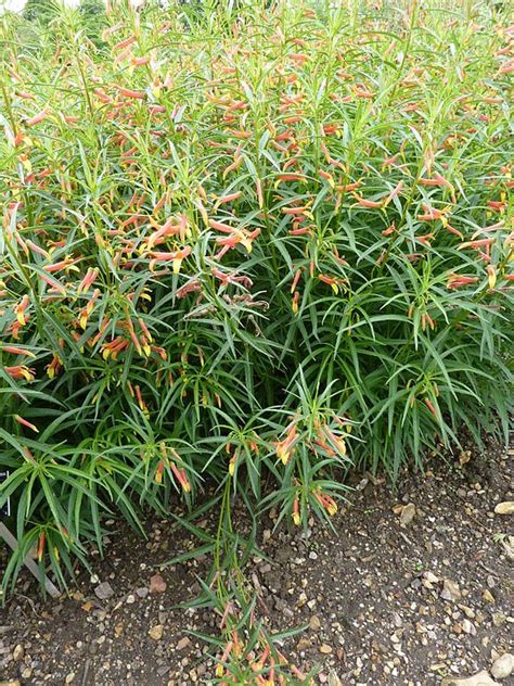 Lobelia Laxiflora Var Angustifolia Growing Guides