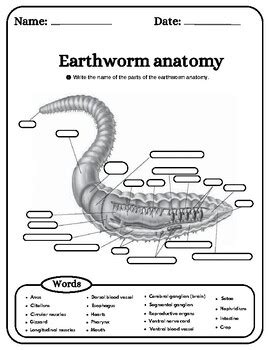 Earthworm Anatomy Dissection Label Biology Gizzard Earthworms Crop