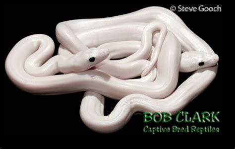 Leucistic Reticulated Pythons Reticulated Python Super Snake Snake