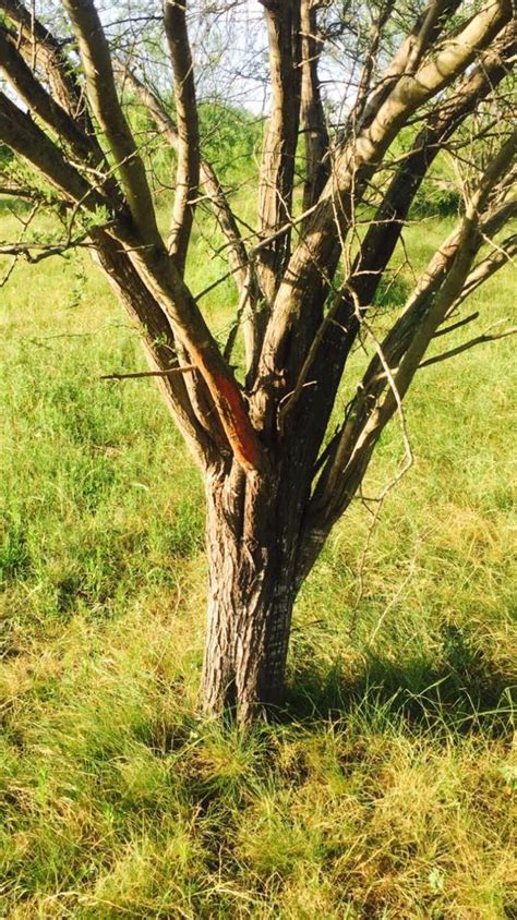 Mcclendon Ranch Good Sign There Is Some Monster Axis Roaming Around Here At The Mcclendon