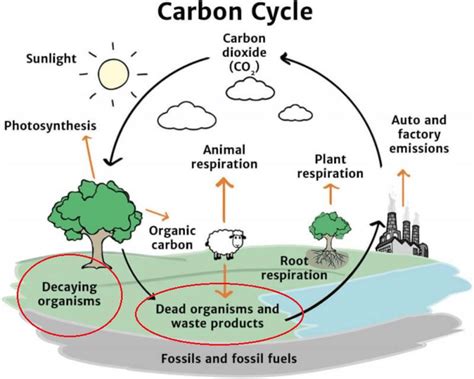 Are Decomposers Autotrophs Or Heterotrophs Answered Outlife Expert