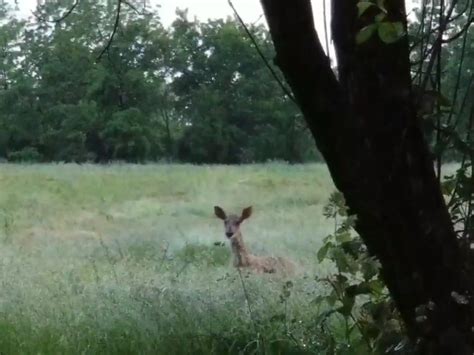 What Is Missing Fields In My Backyard