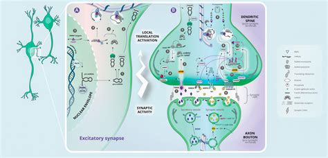Neocortex Development Clorofreela Biomedical Illustration