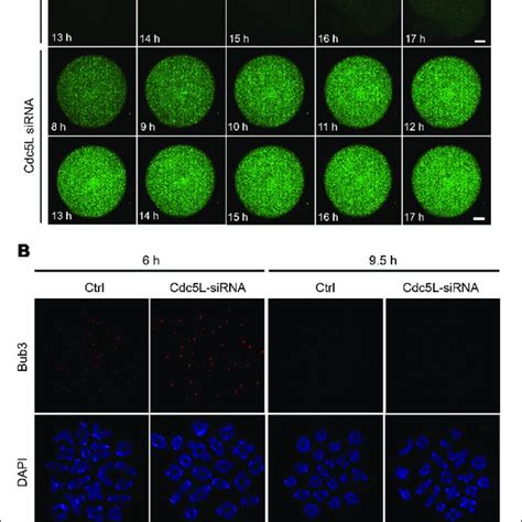 Expression And Subcellular Localization Of Cdc5l During Mouse Oocyte