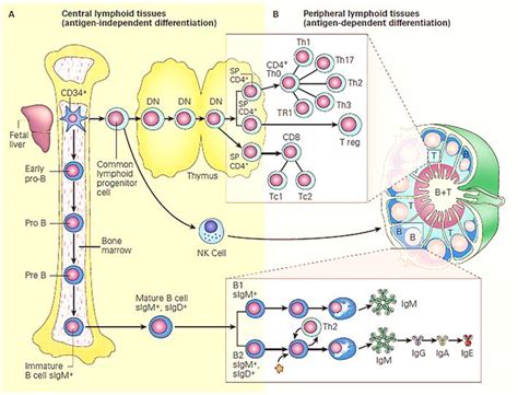 Lymphocytes Cell Diagram