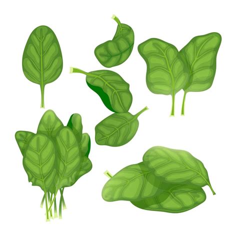 Spinach Green Leaf Set Cartoon Vector Illustration 17407348 Vector Art