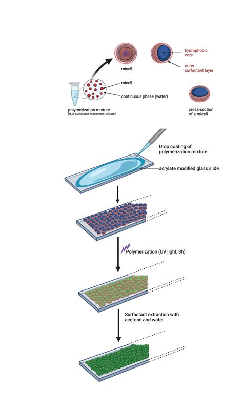 Micelle Surface Preparation Biorender Science Templates
