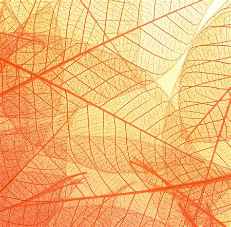 Project Panama Foreign Function And Memory Api Maurizio Cimadamore