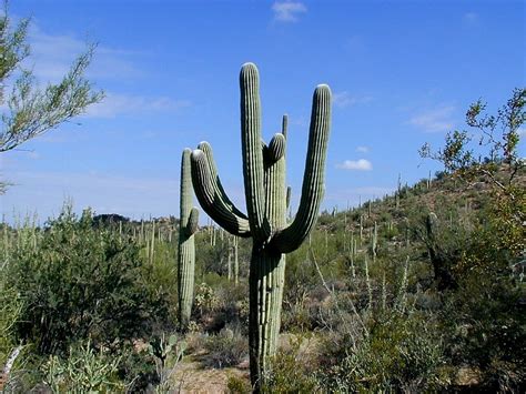 Volledige En Bijgewerkte Verzorgingsgids Voor De Saguaro Cactus