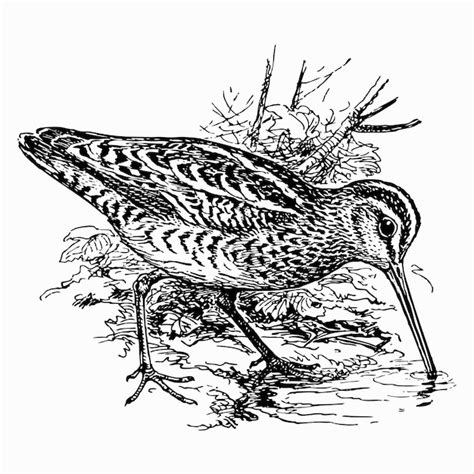 Premium Vector Bird The Eurasian Woodcock