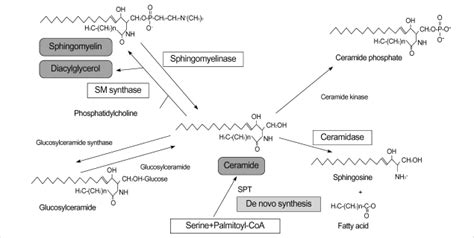 The Synthesis Of Ceramide Is Regulated By Several Enzymes Such As
