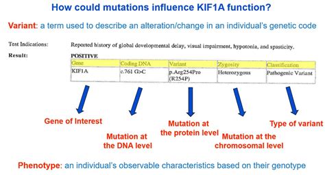 Genetic Testing Kif1a