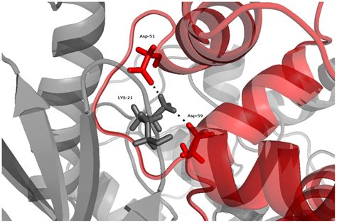Interactions Between Calmodulin And Its Low Affinity Binding Site On Download Scientific