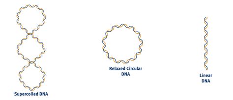 Plasmid Dna