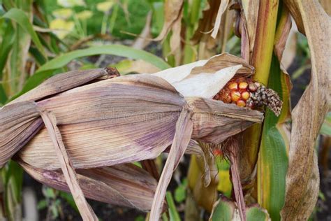 Dried Papery Husks Around A Fiesta Corn Cob Stock Image Image Of