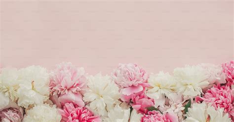 세련된 분홍색과 흰색 모란 테두리가 분홍색 종이에 평평하게 놓여 있으며 텍스트를위한 공간이 있습니다 해피 어머니의 날 세계 여성의 날 인사말 카드 모형 안녕하세요 봄