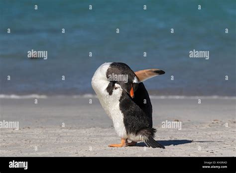 Gentoo Penguin Pygoscelis Papua Preening On A Beach Bleaker Island Falkland Islands British