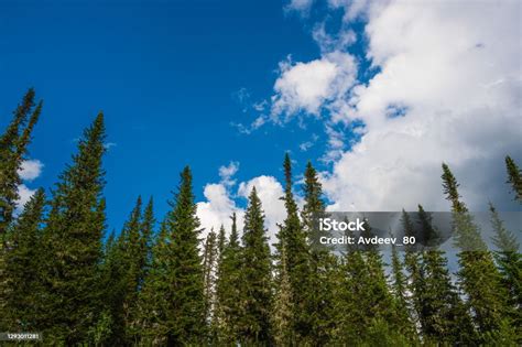 배경 언덕과 구름에 나무의 꼭대기 산 계곡의 소나무 숲 푸른 하늘에 아름다움 세계 산악 풍경 0명에 대한 스톡 사진 및 기타 이미지 Istock