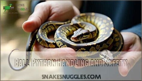 Ball Python For Beginners Care Feeding Handling And Setup Guide
