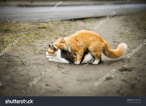 Wild Cat Have Sex Royalty Free Images Stock Photos Pictures Shutterstock