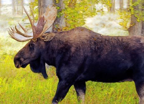 How Fast Can A Moose Run The Fun Outdoors