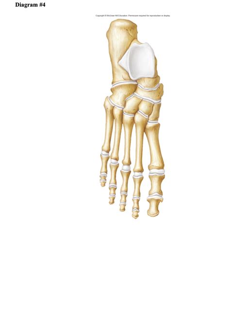 Foot Bones Pt 2 Diagram Quizlet