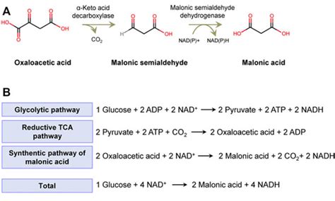 The Synthesis Method Of Malonic Acid Chemicalbook