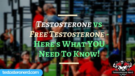 Testosterone Vs Free Testosterone All You Need To Know