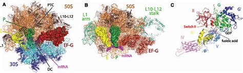 Figure 1 From The Structure Of The Ribosome With Elongation Factor G