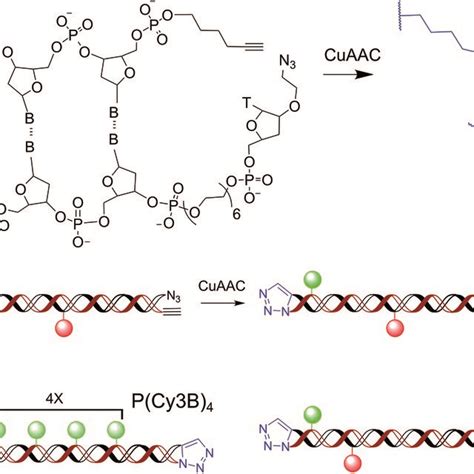 Templated Click Ligation To Synthesize End Sealed Dna Duplexes