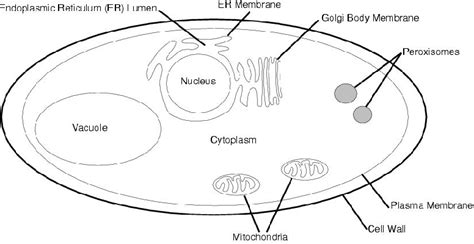 Figure 1 From Protein Subcellular Localization Prediction Semantic