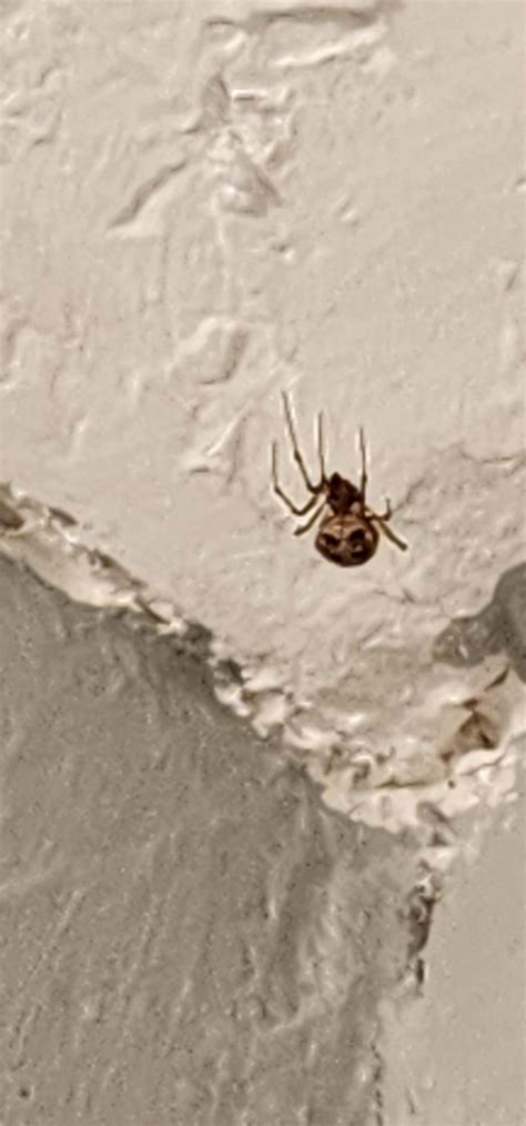 Is This Spider Pregnant Rspiders