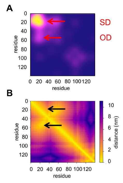 Residue Residue Distances Of The α Synuclein Monomer Binding To A Popg Download Scientific