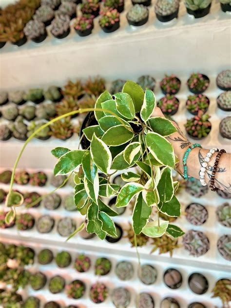 Hoya Tri Color — The Succulent Shop