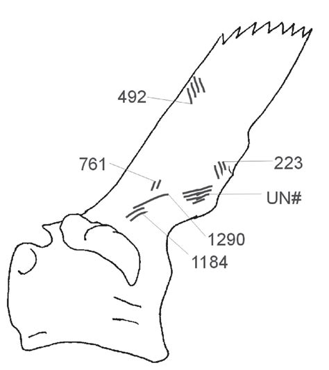 Composite Sketch Of Butchering Marks On Bison Thoracic Vertebrae Download Scientific Diagram