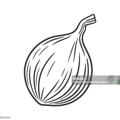 줄기가 있는 전체 양파 구근 흰색에 분리 된 달콤한 양파 껍질을 벗긴 양파의 스케치 그림 검은색에 대한 스톡 벡터 아트 및 기타 이미지 Istock