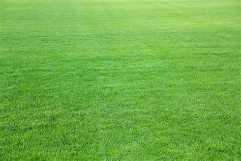 Pre Emergent Herbicide List Lawn Synergys Expert Guide