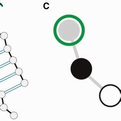 RNA Stem Loop Structure A Presented In A Standard Secondary Structure Download Scientific