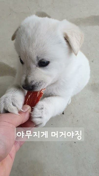 이제 엄마 간식도 내꼬야 🐶 Youtube