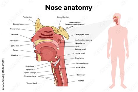 Bone Structure Of The Nose With Internal Nose Anatomy Medical Diagram