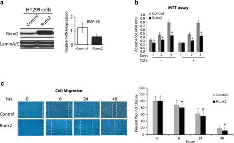 Runx2 Increases Migration Potential Of Lung Cancer Cells A Left