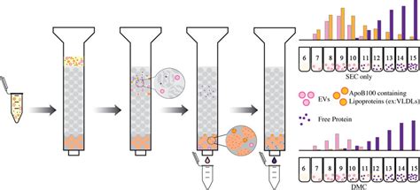 Dual Mode Chromatography Dmc Separates Molecules Based On Both Size Download Scientific