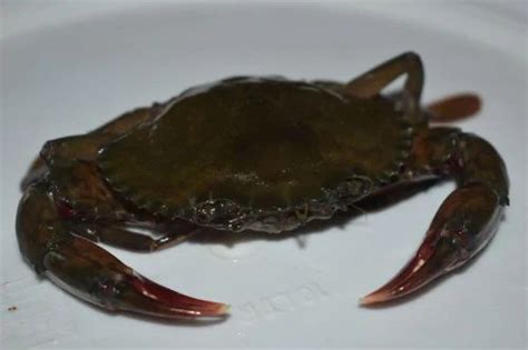 Soft Shell Crabs For Restaurant Packaging Type Thermocol Box At ₹ 800 Kg In Nandigama